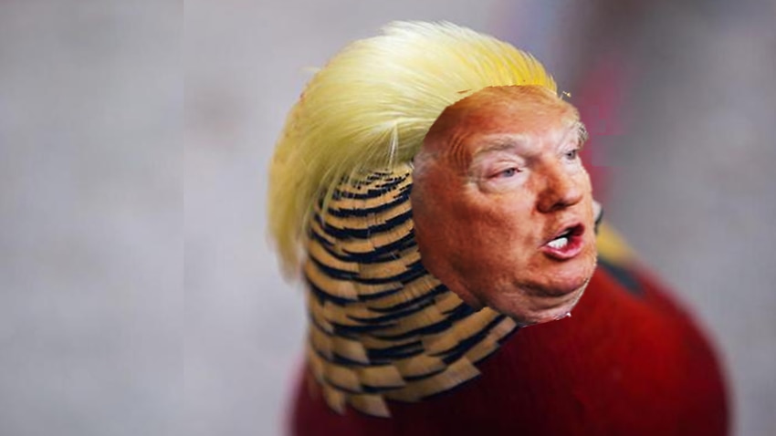Tourists are flocking to see this Donald Trump-like bird | The Feed Tourists are flocking to see this Donald Trump-like bird | The Feed
