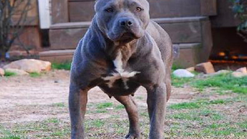 Killer dog owners face 20 years' jail | SBS News