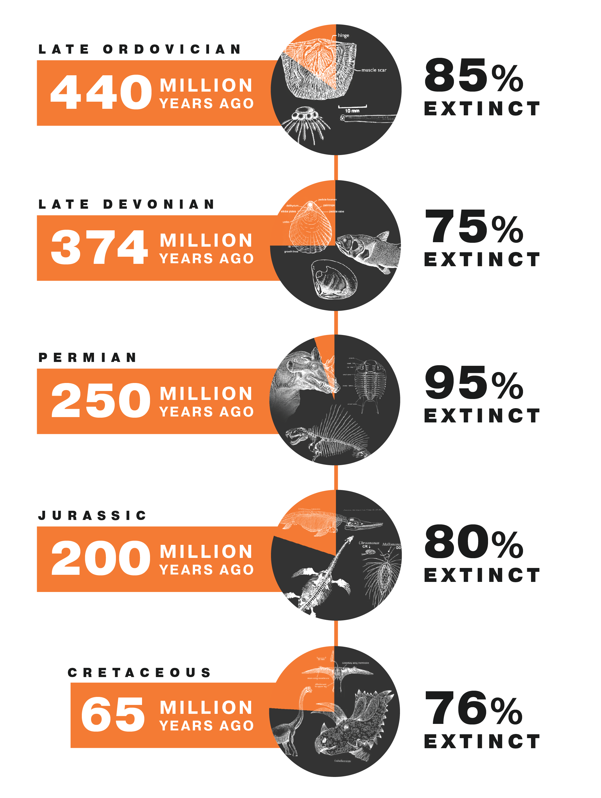 Is the mass extinction we’re living through now any worse than an ice ...