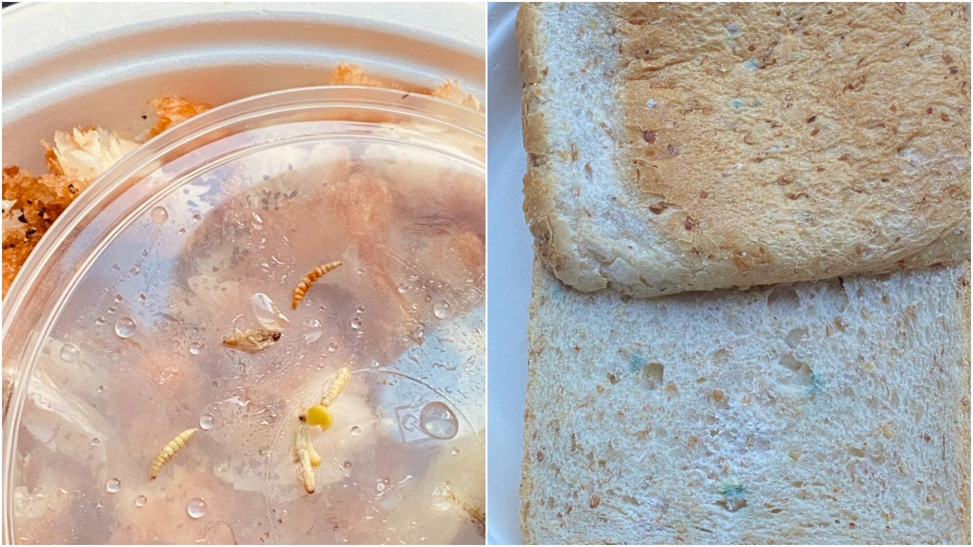 Asylum seekers in Melbourne detention say they were served maggots and ...