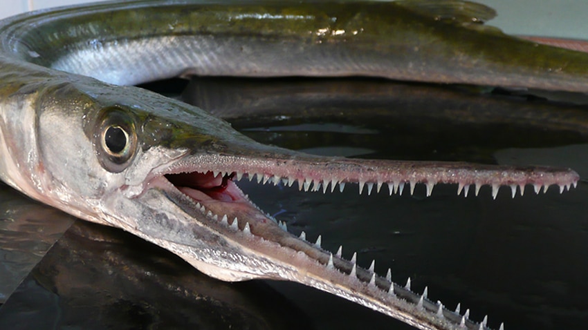 Fish with no stomach baffles scientists | SBS News