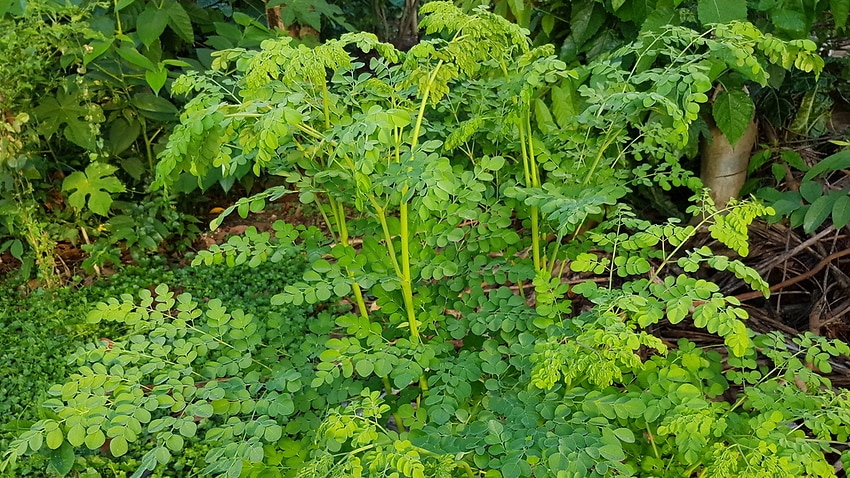 SBS Language | The world is recognising 'Sohanjna' as a miracle tree