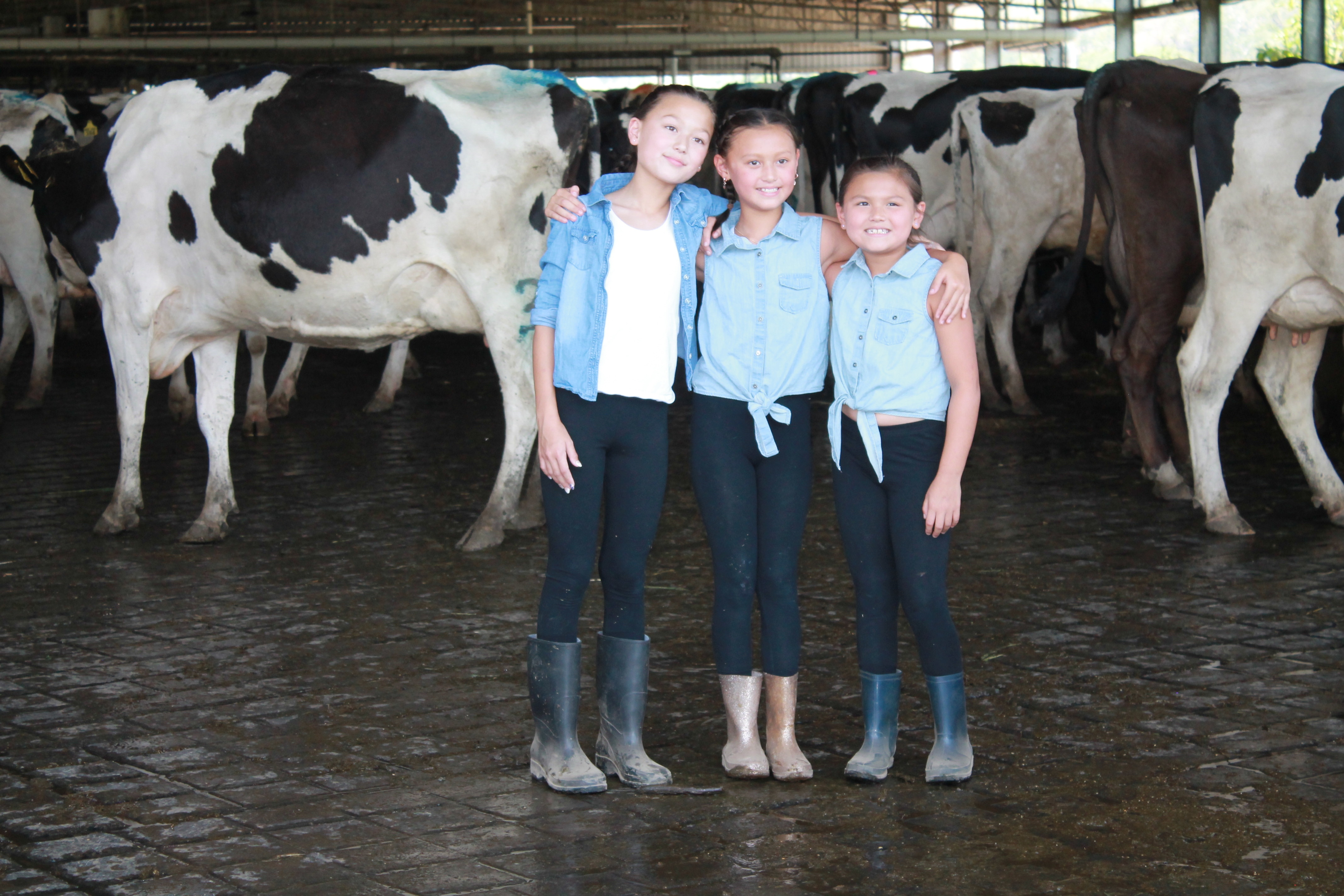 Dairy farmers want shoppers to give them a fair go - here's how you can ...